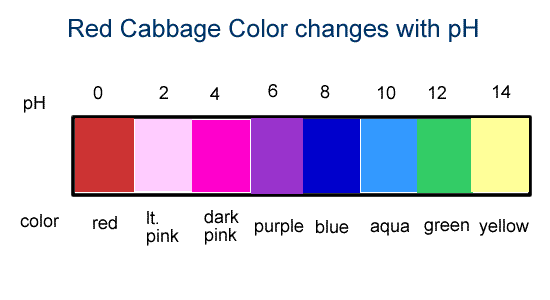 Red Cabbage Indicator Ph Scale